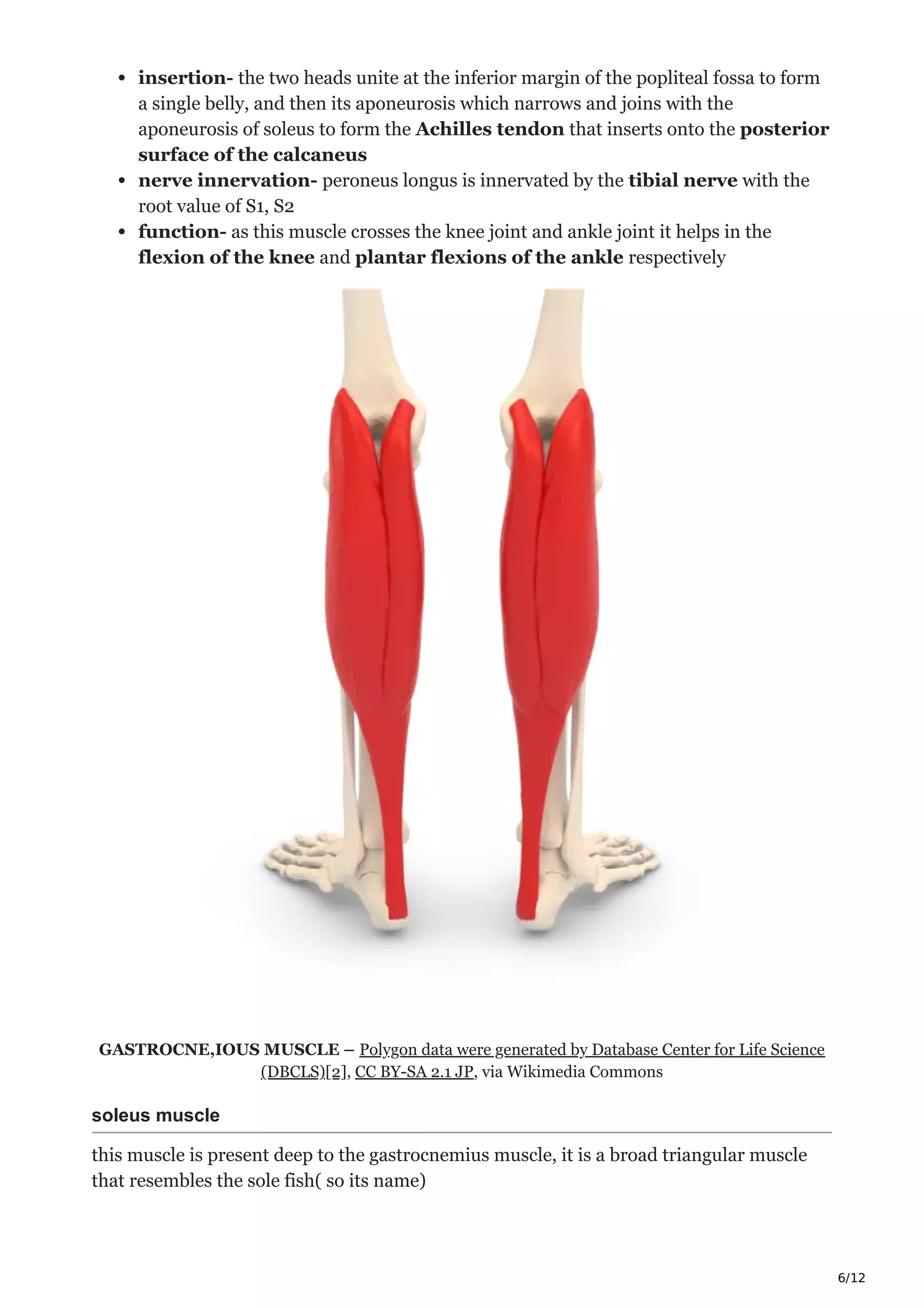 muscles of leg anatomy | PDF