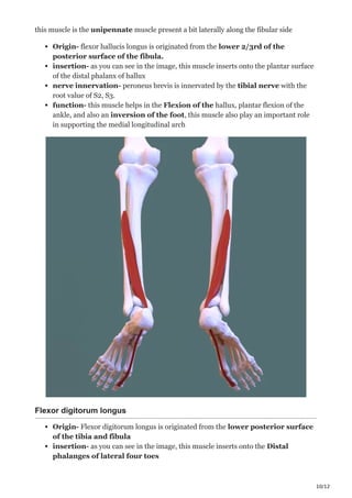 muscles of leg anatomy | PDF