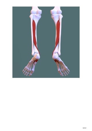 muscles of leg anatomy | PDF