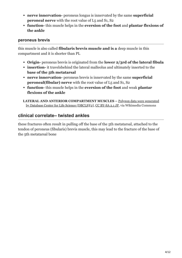 muscles of leg anatomy | PDF