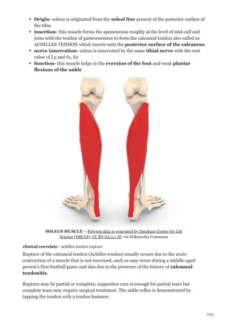 muscles of leg anatomy | PDF