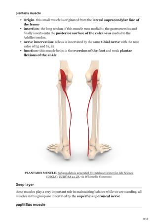 muscles of leg anatomy | PDF