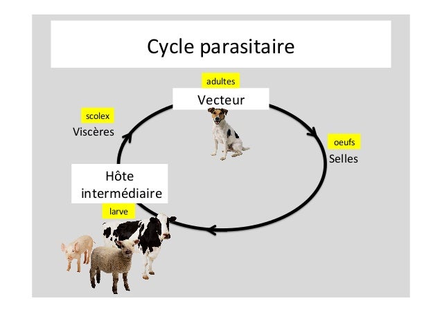 Kyste hydatique du foie