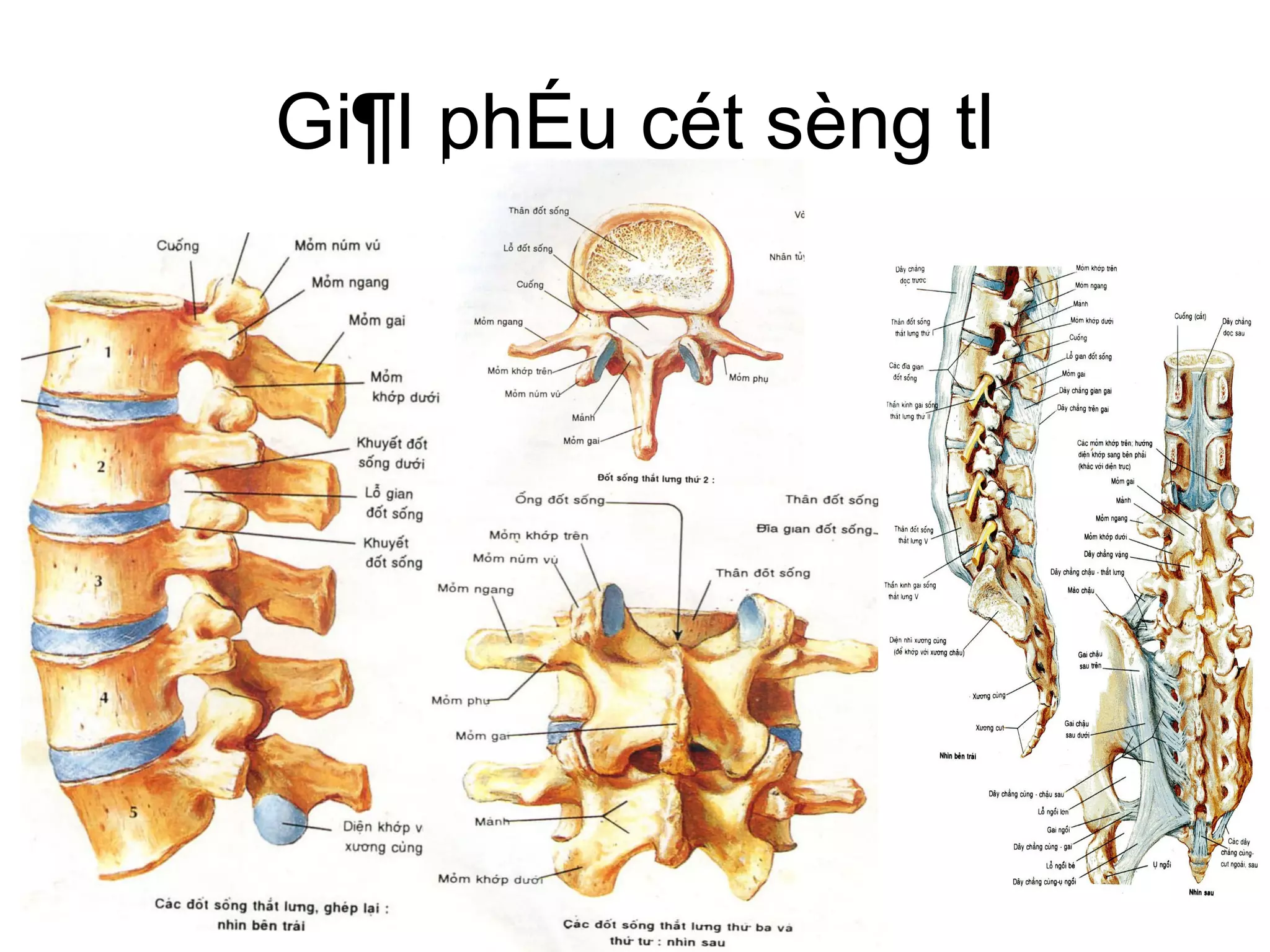 Ky thuat chup mri cstl | PPT