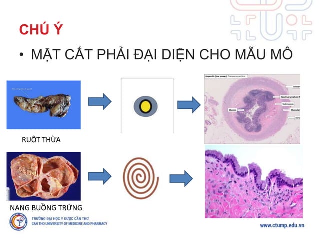 KY THUAT GIAI PHAU BENH PPT - HISTOPATHOLOGY TECHNIQUES - PATHOLOGY ...