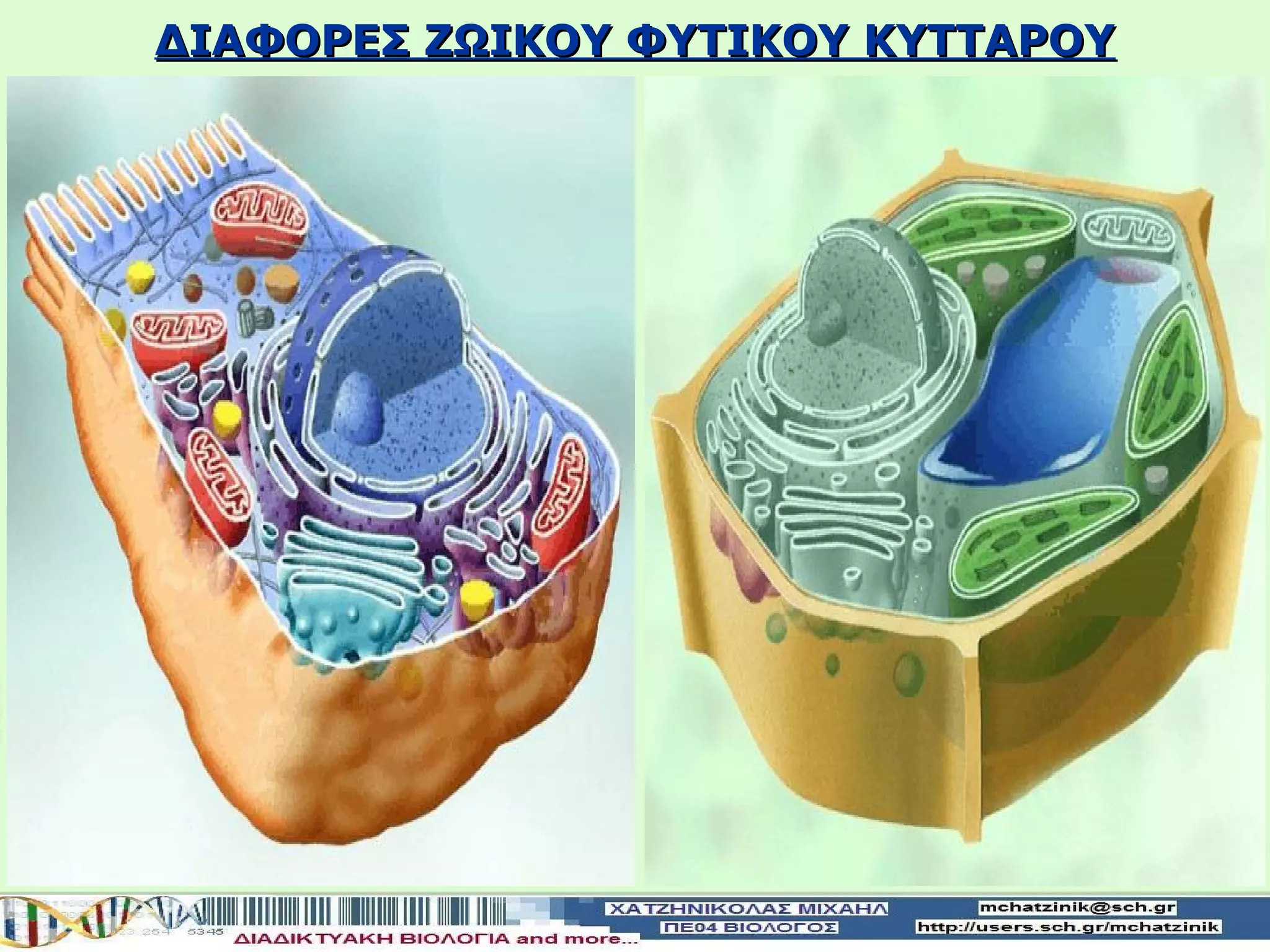 Kyttaroimonadatiszois | PPT