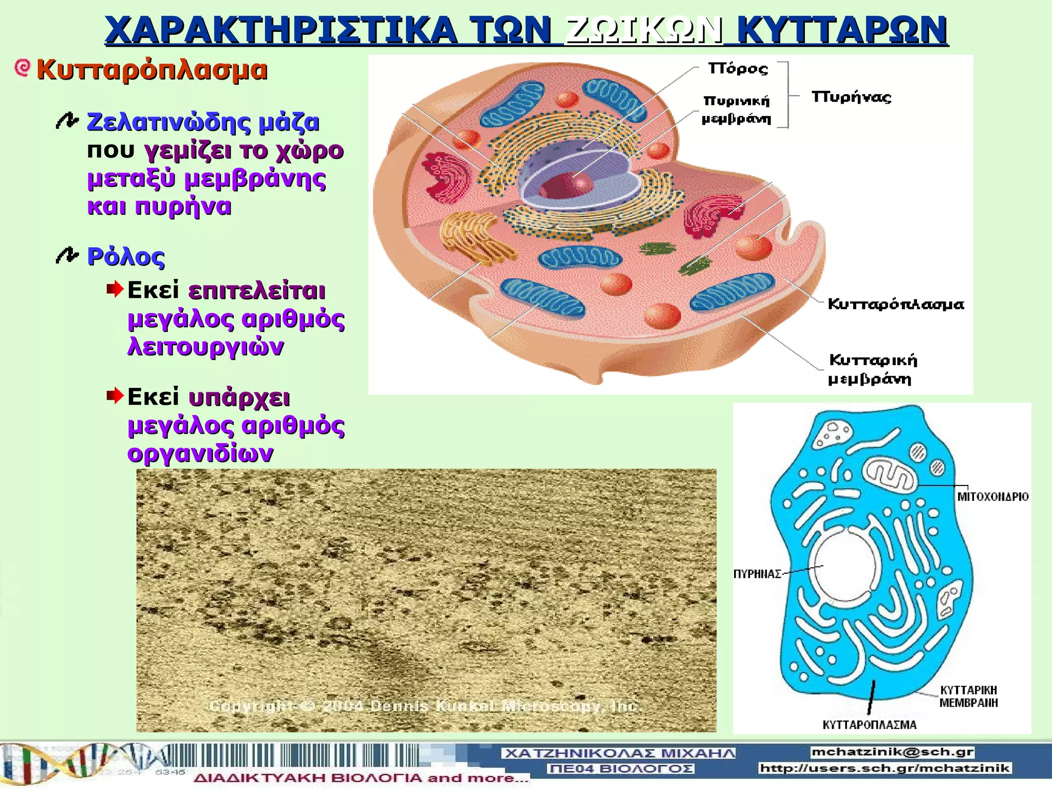Kyttaroimonadatiszois | PPT