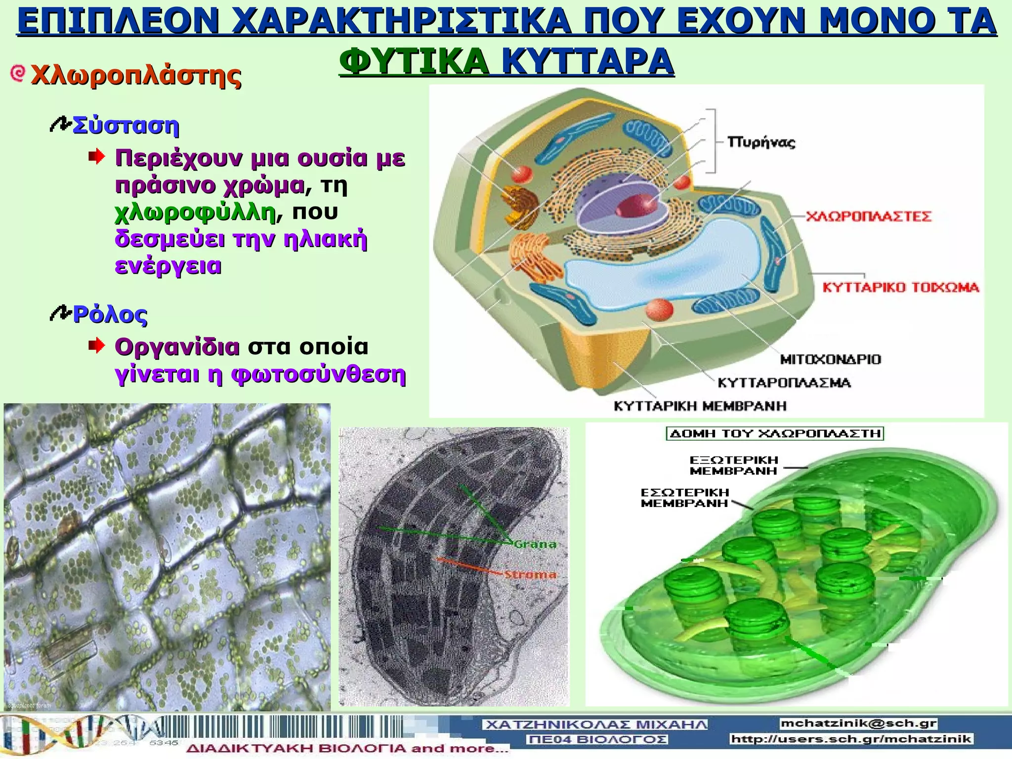 Kyttaroimonadatiszois | PPT