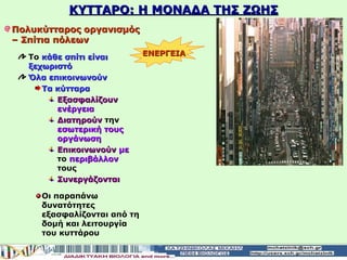 Kyttaroimonadatiszois | PPT
