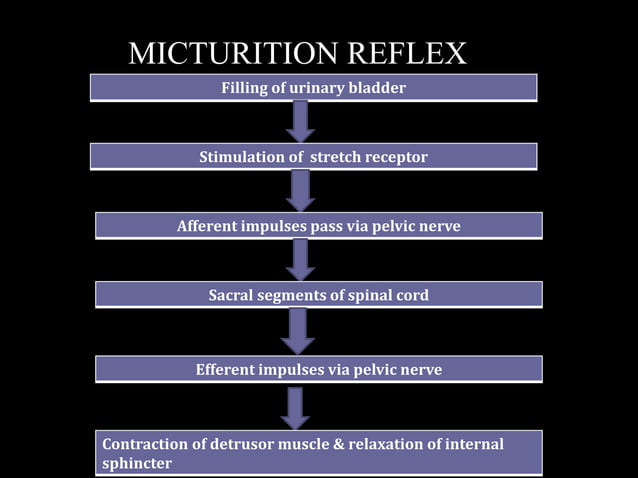 Micturation (1) | PPTX | Brain and Nervous System Disorders | Diseases and Conditions