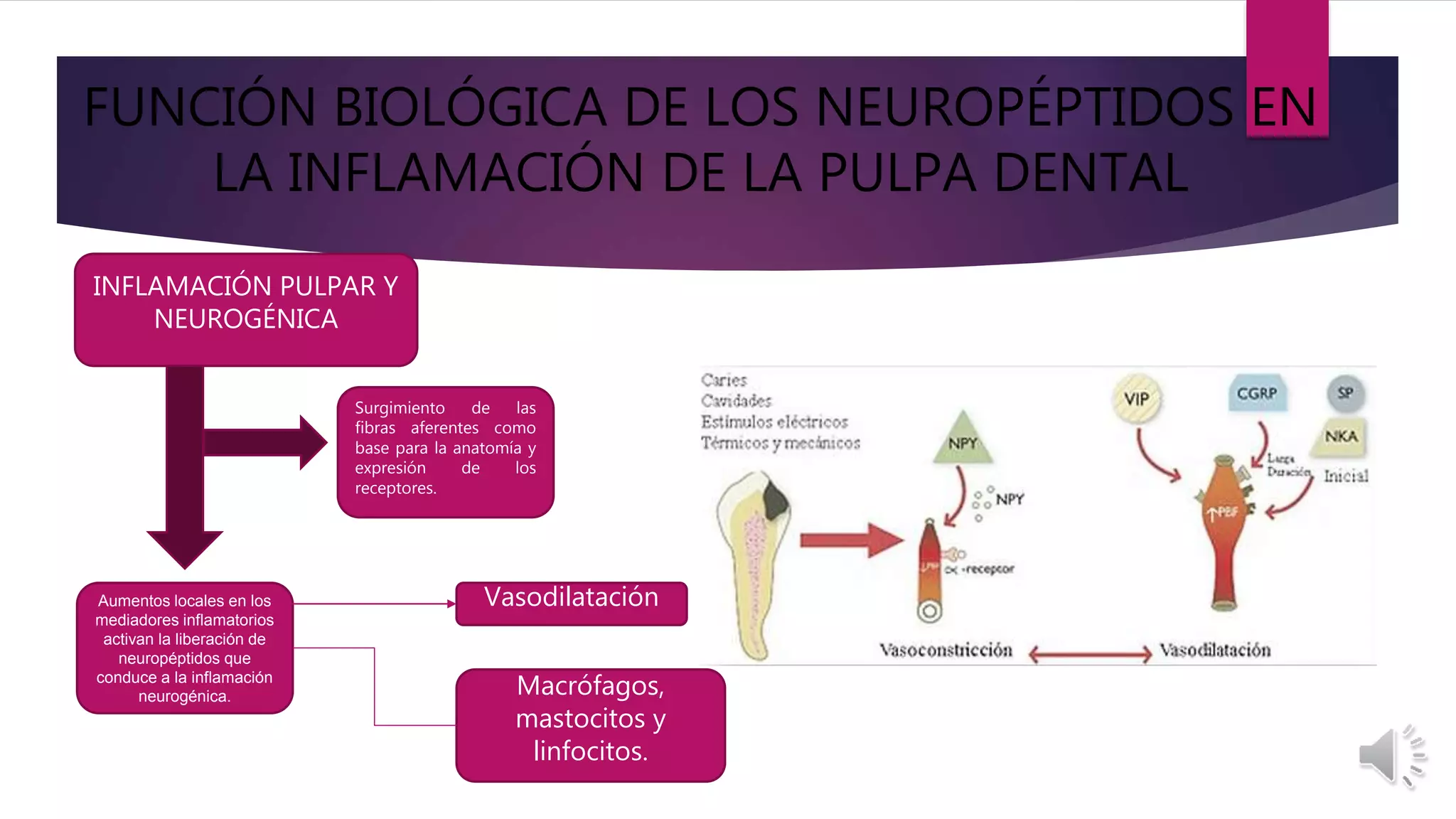 Neuropeptidos del dolor pulpar | PPTX