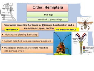 L-10 HEMIPTERA 12a.pptx