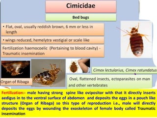 L-10 HEMIPTERA 12a.pptx