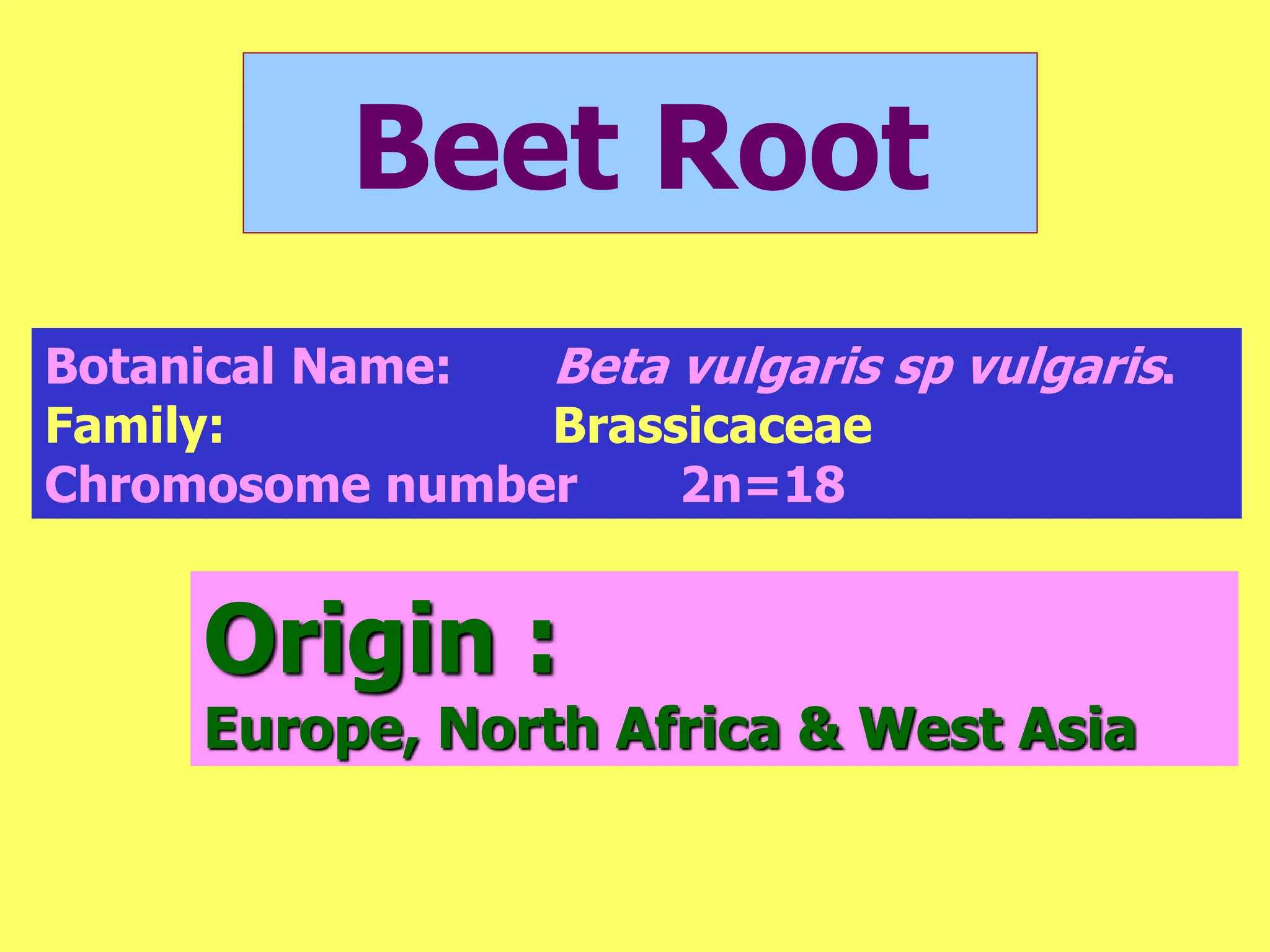beetroot production technology vegetable crop | PPSX