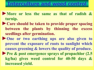 beetroot production technology vegetable crop | PPSX