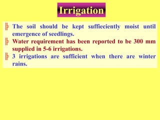 beetroot production technology vegetable crop | PPSX