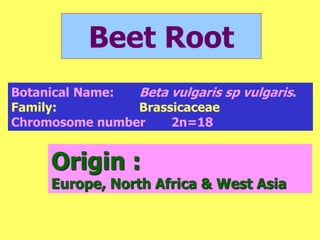 beetroot production technology vegetable crop | PPSX