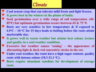 beetroot production technology vegetable crop | PPSX