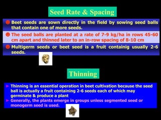 beetroot production technology vegetable crop | PPSX