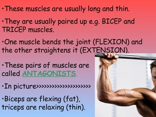 L 11. Muscles And Movement New | PPT