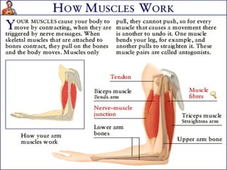 L 11. Muscles And Movement New | PPT