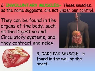 L 11. Muscles And Movement New | PPT