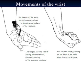 L-11 wrist&hand.ppt