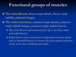 L-11 wrist&hand.ppt
