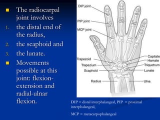 L-11 wrist&hand.ppt