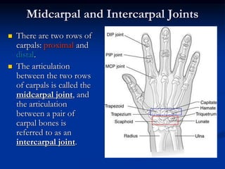 L-11 wrist&hand.ppt
