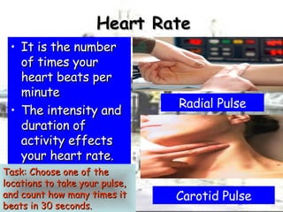 L 12. The Circulatory System New | PPT