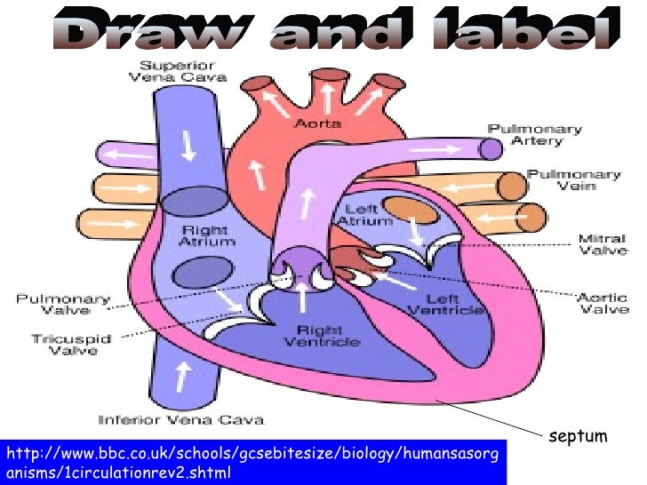 Heart Diagram Septum