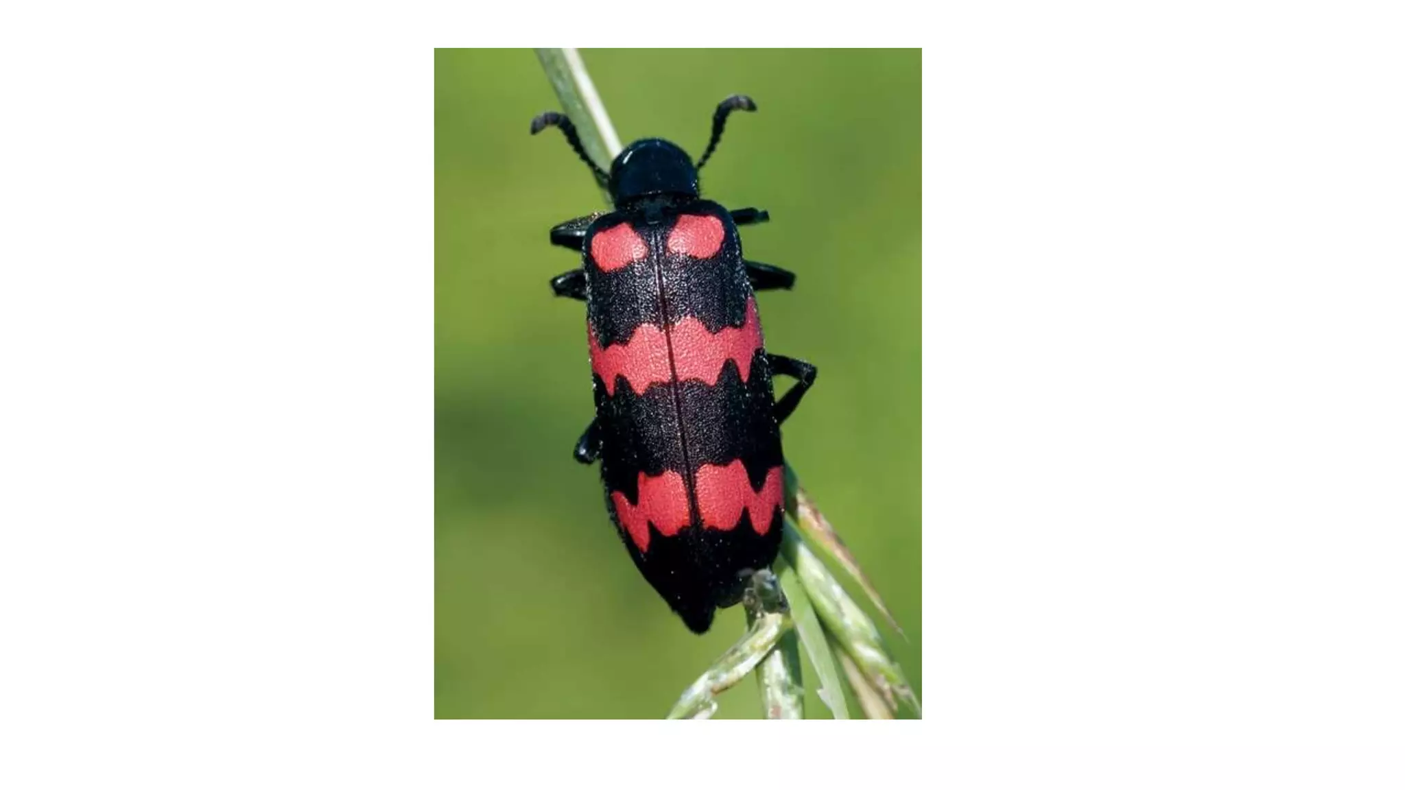 L-1&2 Economic classification of insects and Pests Surveillance.pptx