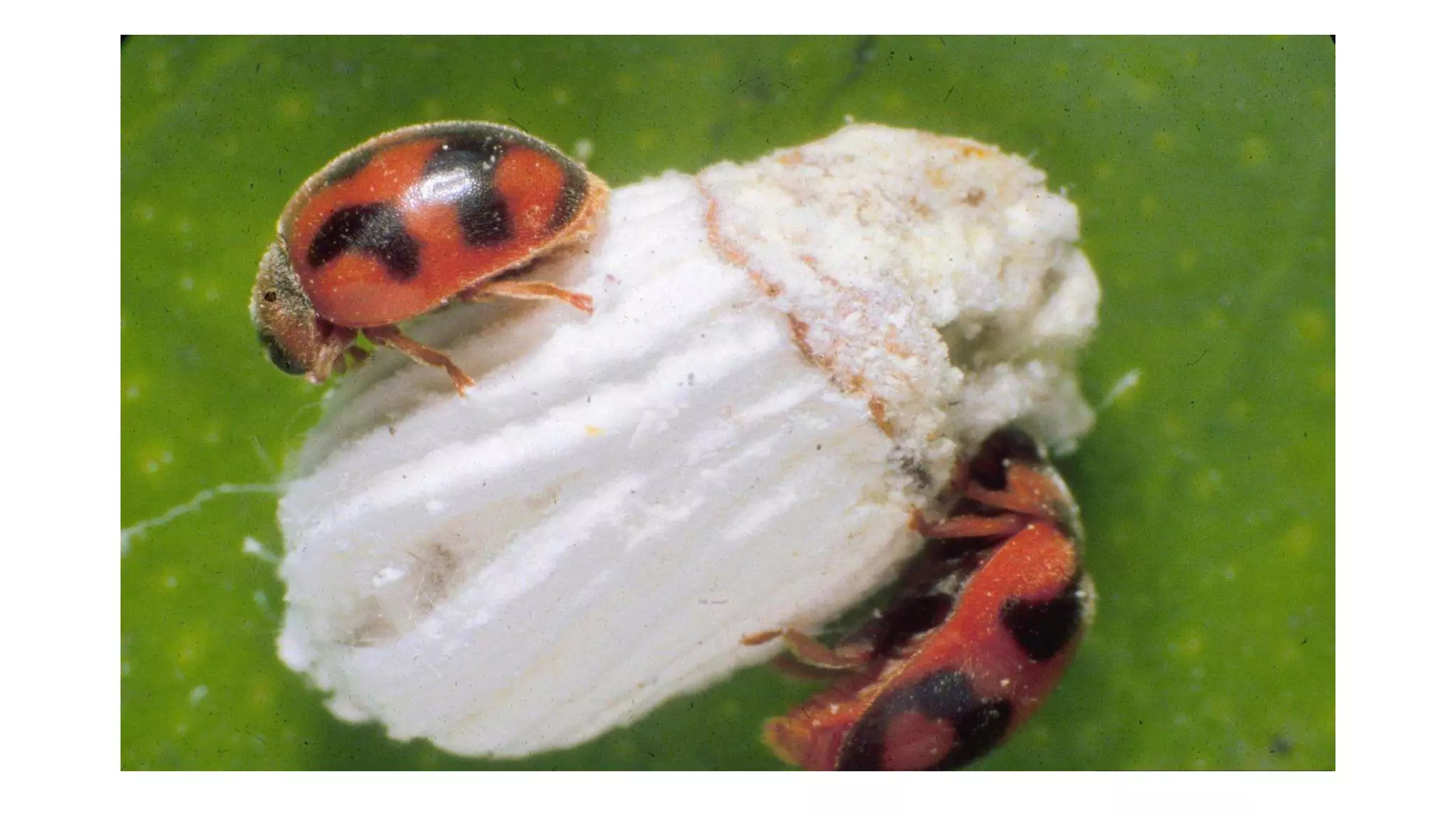 L-1&2 Economic classification of insects and Pests Surveillance.pptx