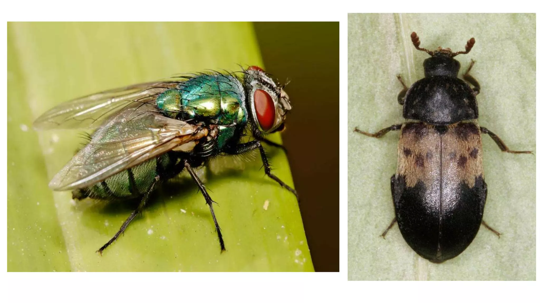 L-1&2 Economic classification of insects and Pests Surveillance.pptx