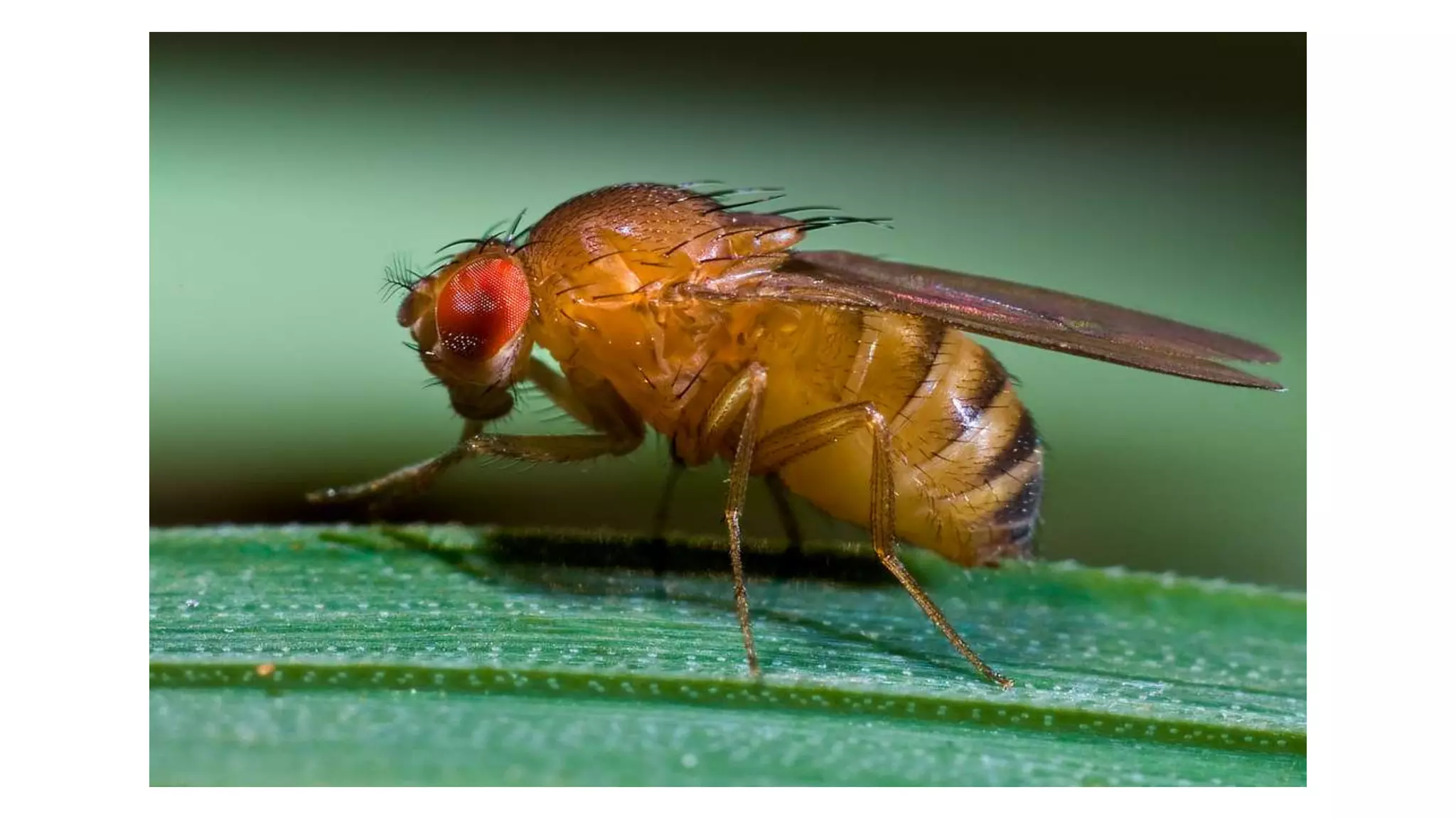 L-1&2 Economic classification of insects and Pests Surveillance.pptx