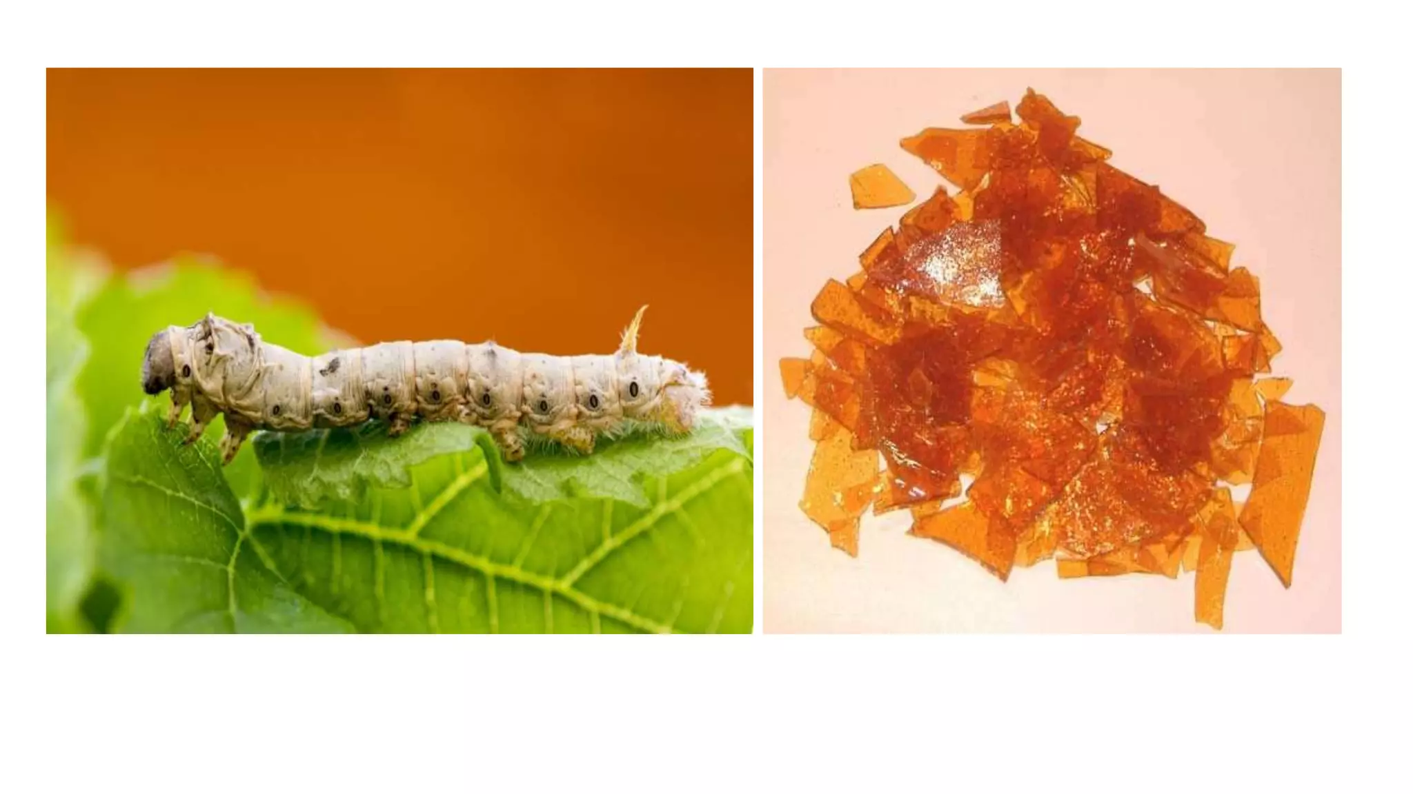 L-1&2 Economic classification of insects and Pests Surveillance.pptx