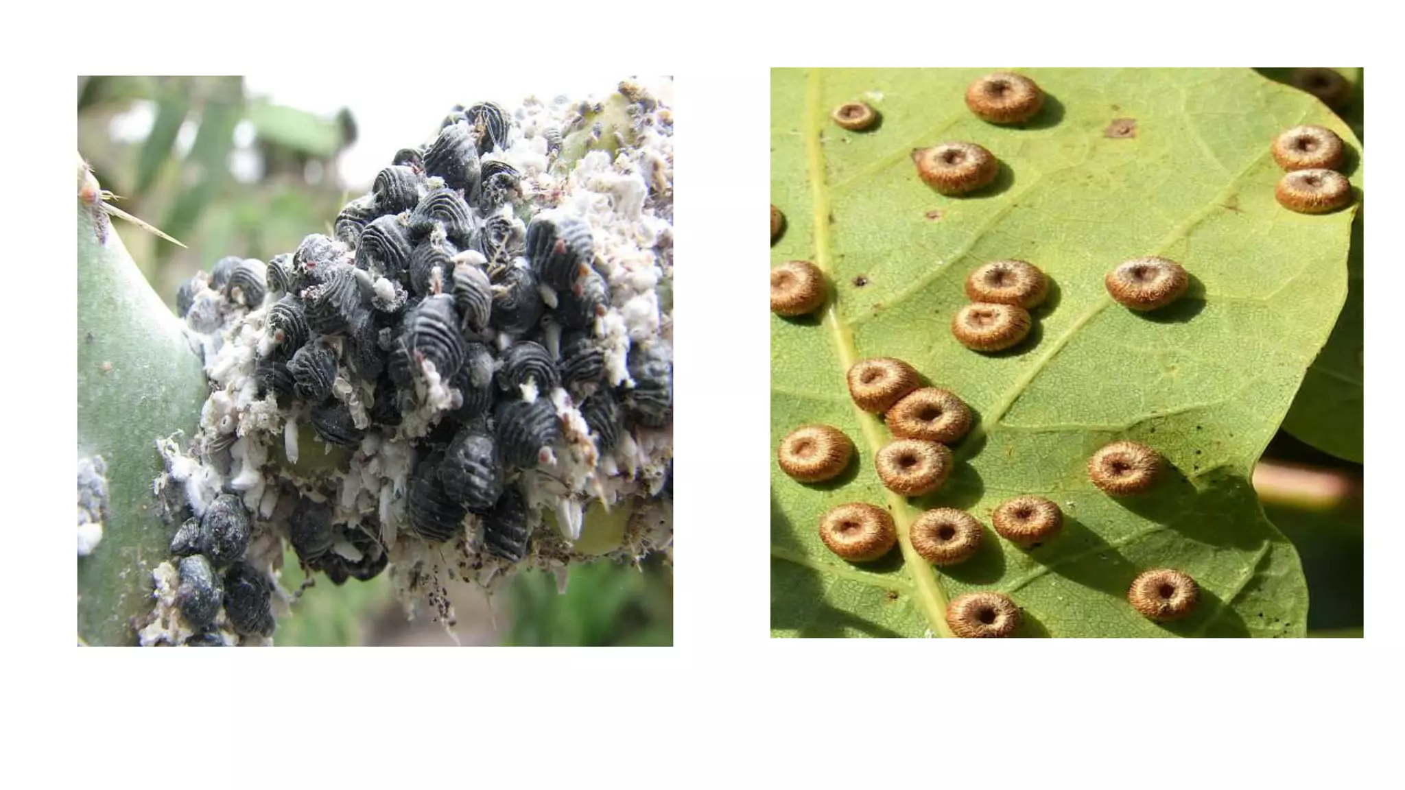 L-1&2 Economic classification of insects and Pests Surveillance.pptx