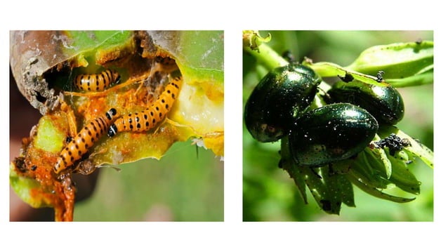 L-1&2 Economic classification of insects and Pests Surveillance.pptx ...