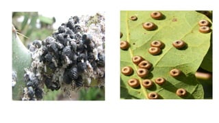 L-1&2 Economic classification of insects and Pests Surveillance.pptx