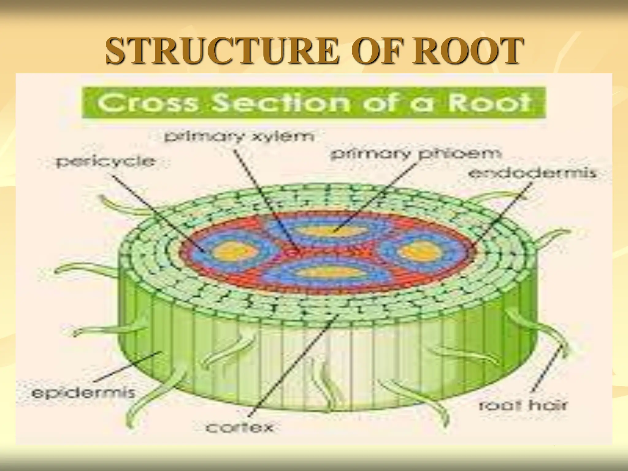 L-2- Functional Tree Morphology W-23.pdf