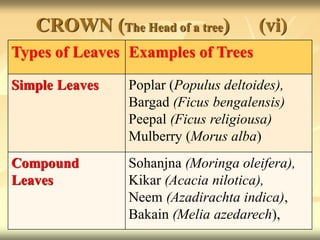 L-2- Functional Tree Morphology W-23.pdf | Woodworking | Arts and Crafts
