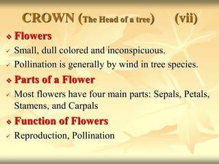 L-2- Functional Tree Morphology W-23.pdf | Woodworking | Arts and Crafts