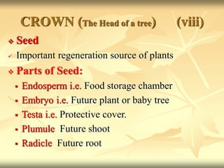 L-2- Functional Tree Morphology W-23.pdf | Woodworking | Arts and Crafts