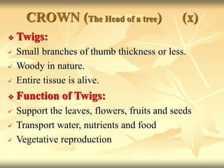L-2- Functional Tree Morphology W-23.pdf | Woodworking | Arts and Crafts
