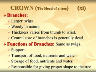 L-2- Functional Tree Morphology W-23.pdf | Woodworking | Arts and Crafts