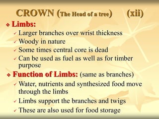 L-2- Functional Tree Morphology W-23.pdf | Woodworking | Arts and Crafts