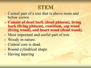 L-2- Functional Tree Morphology W-23.pdf | Woodworking | Arts and Crafts