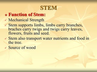 L-2- Functional Tree Morphology W-23.pdf | Woodworking | Arts and Crafts