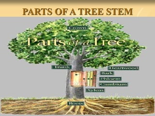 L-2- Functional Tree Morphology W-23.pdf | Woodworking | Arts and Crafts